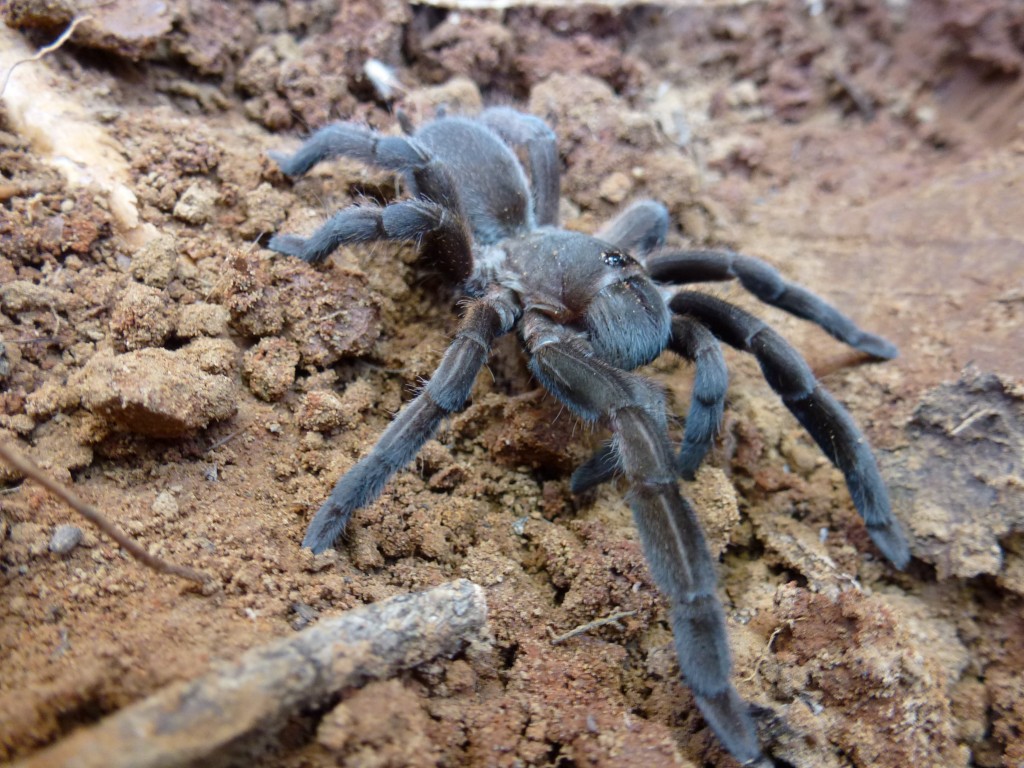9 Phlogius sp. nov. 13, R Raven - BushBlitz