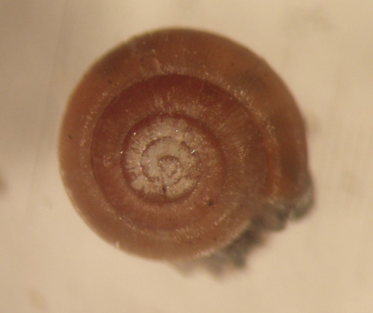 New genus of snail from Tasmania - BushBlitz