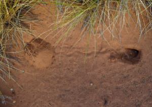 Rare marsupial mole found at Kiwirrkurra - BushBlitz