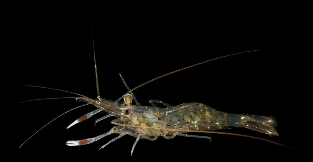 Palaemon serenus, Rock-pool shrimp - BushBlitz
