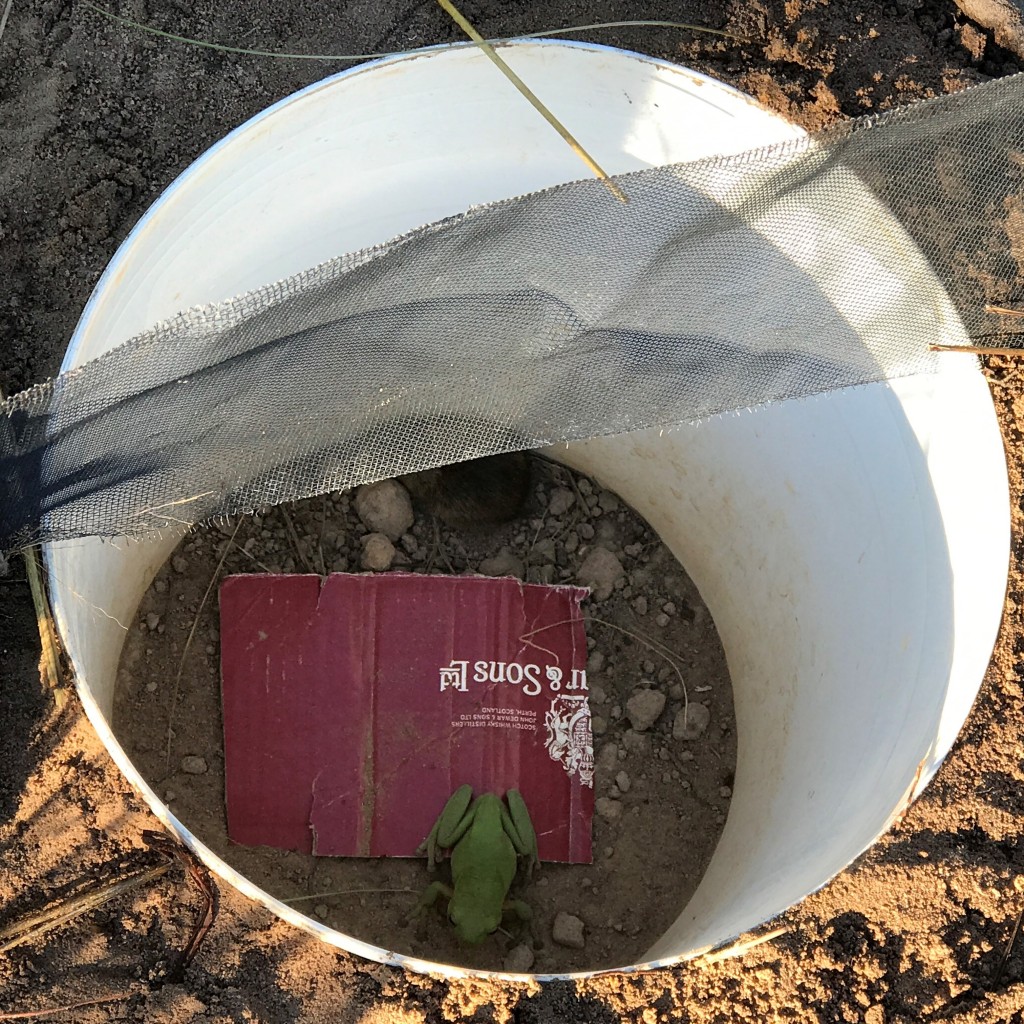IMG_0406 pitfall trap with frog and mouse (2) - BushBlitz