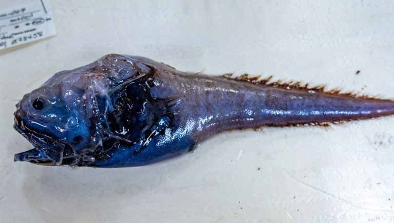bony-eared-assfish - BushBlitz