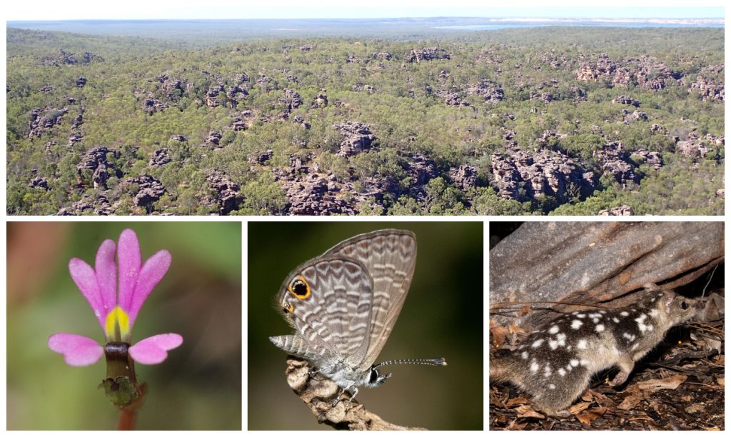 Groote Eylandt, Northern Territory 2021 - BushBlitz
