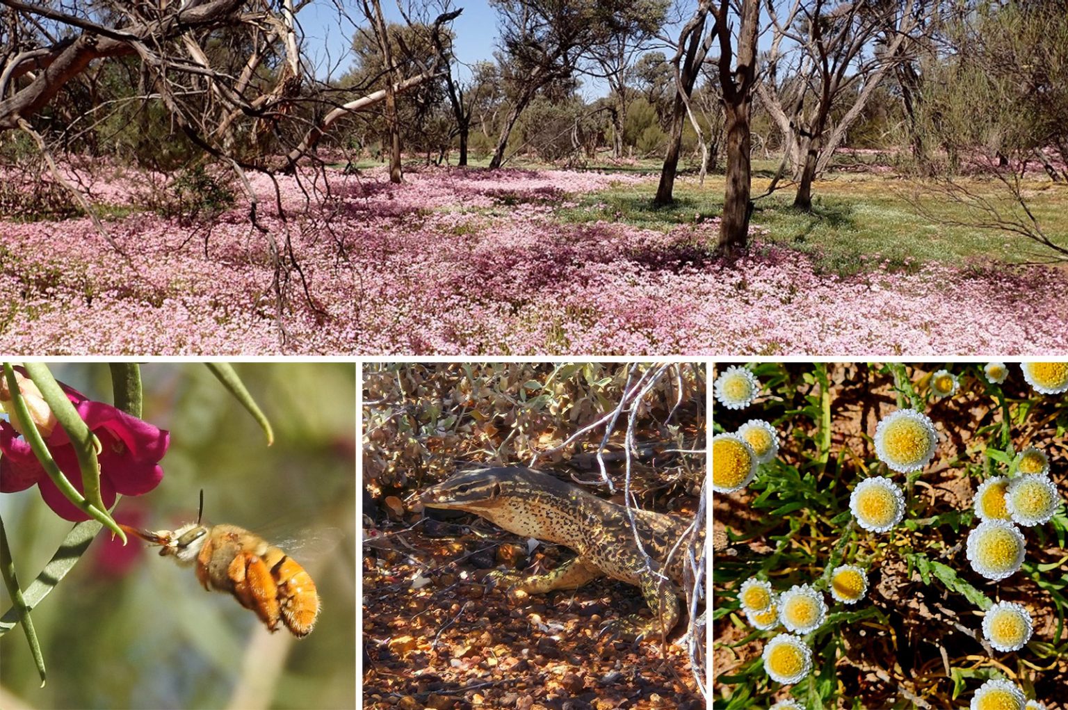 Tjiwarl Country, Western Australia 2023 - BushBlitz