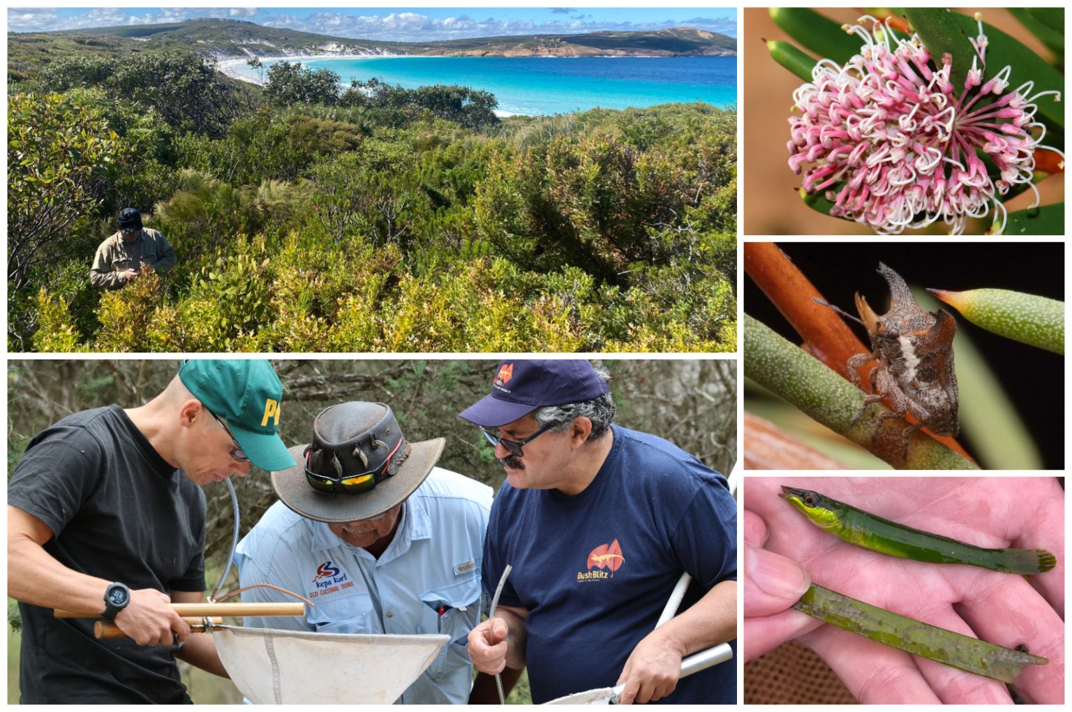 BushBlitz - Uncovering Australia's vast biodiversity